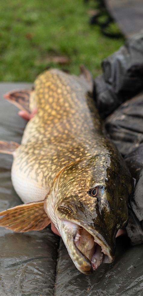 Angling Direct Nederland